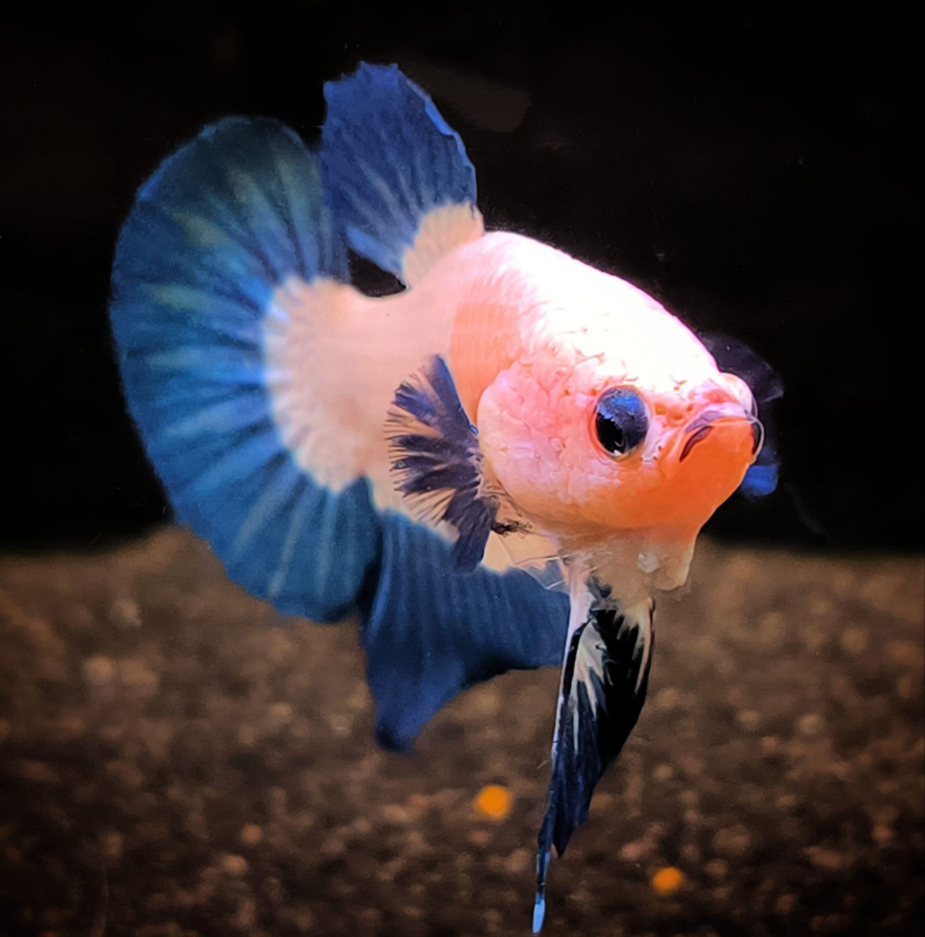 Kampffisch Profi dein Aquaristik Onlineshop
