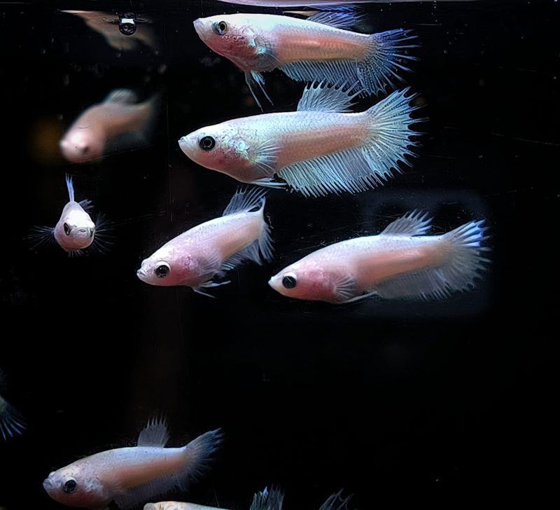 Kampffisch Profi dein Aquaristik Onlineshop
